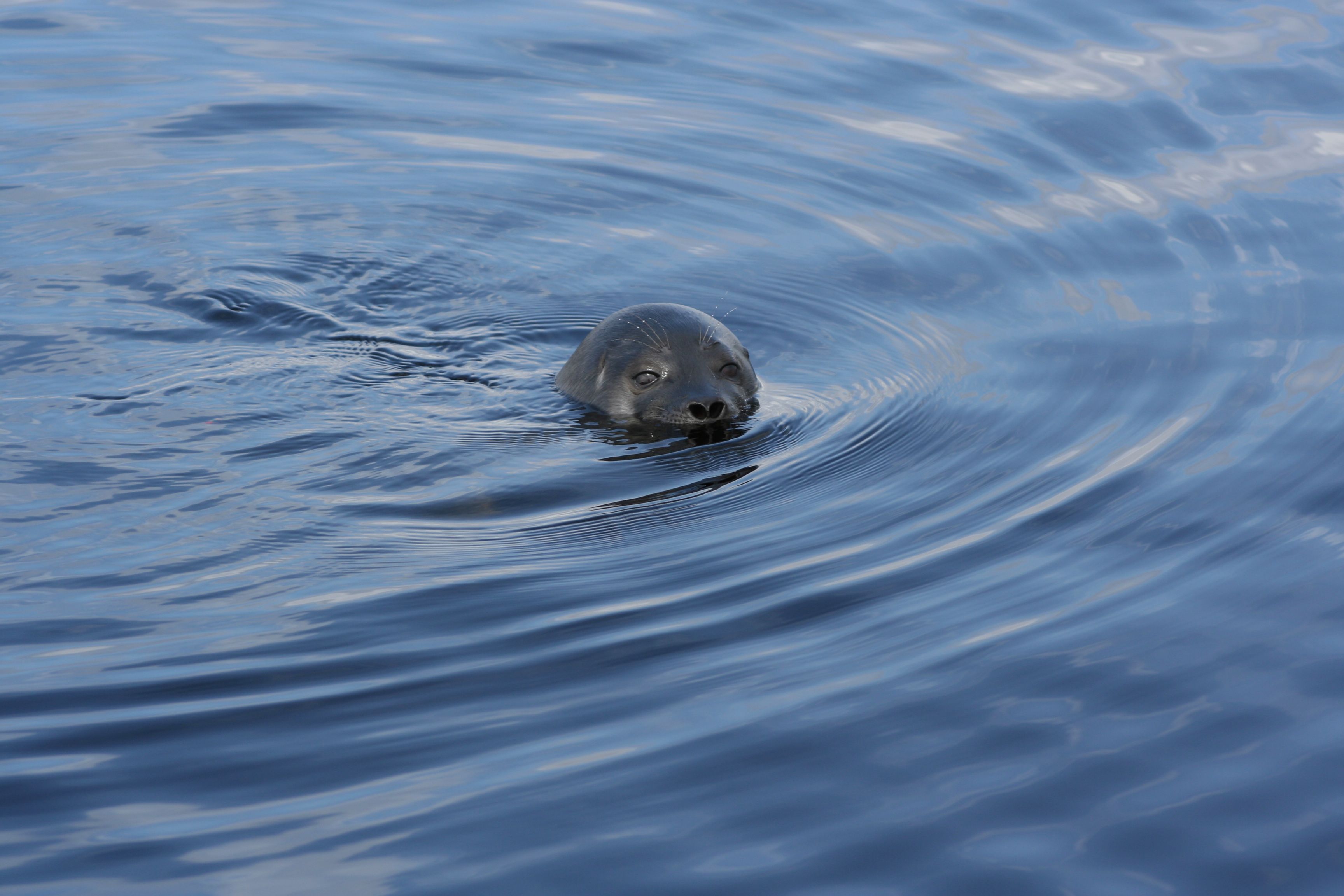 Saimaannorpan perimä on määritetty-Miikkulaisen datassa on miljoona ...