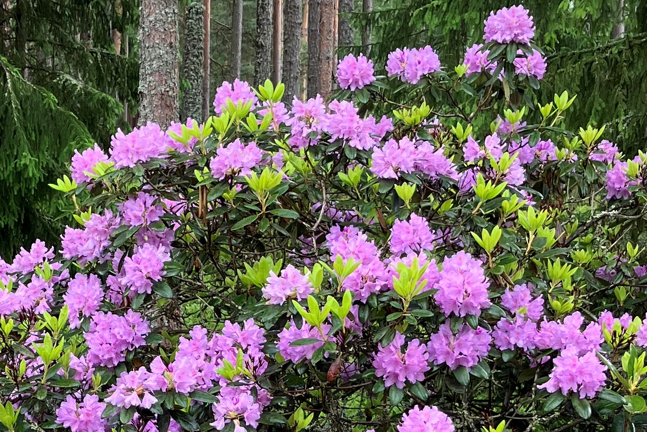 Suvivirsi tuo kesän - KD-osastot